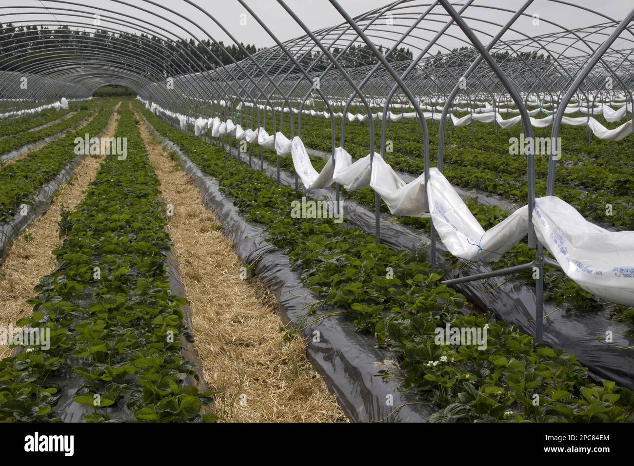 Polly tunnels are built over strawberry crop Stock Photo - Alamy