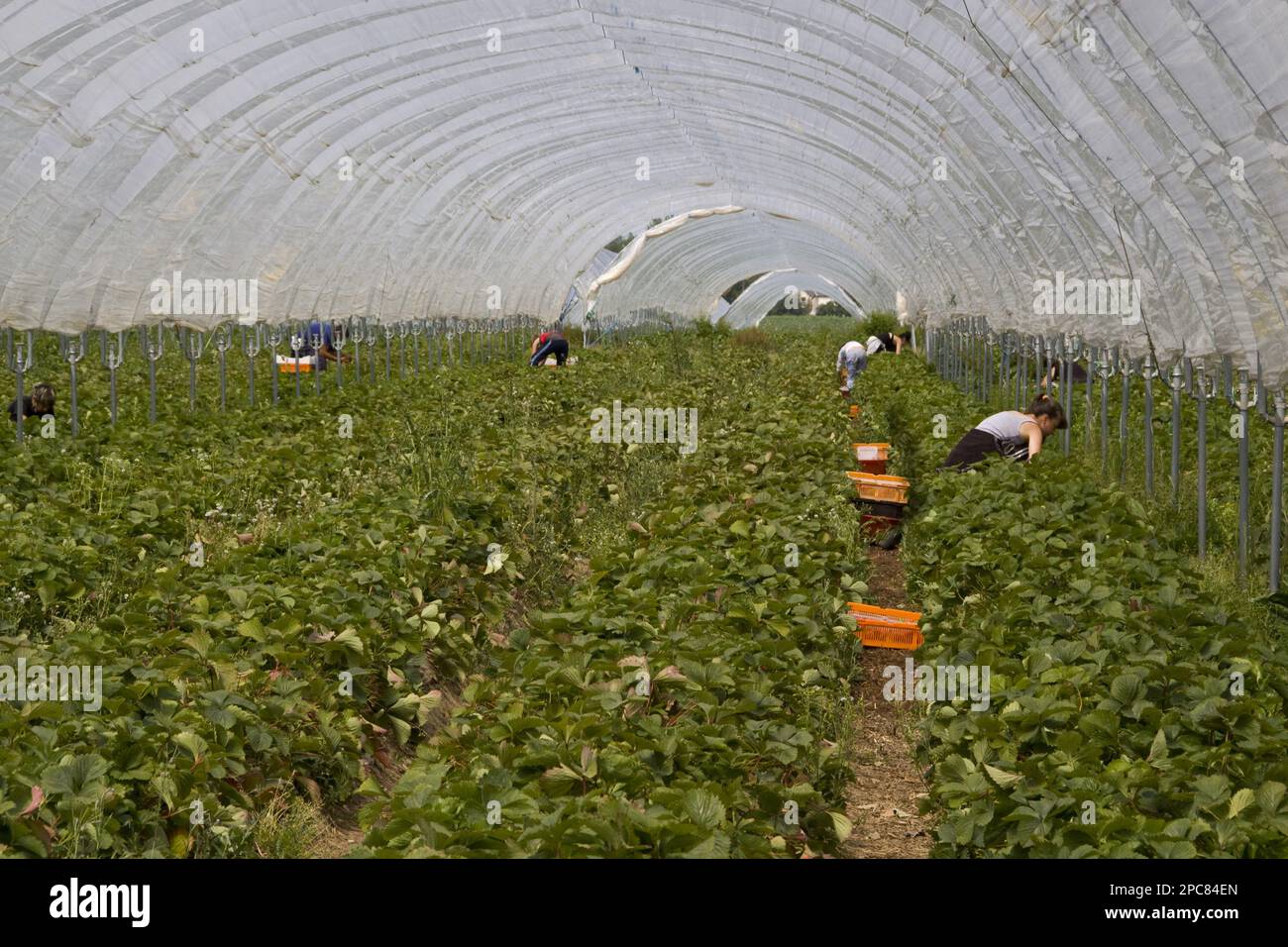 Commercial strawberry picking Stock Photo - Alamy