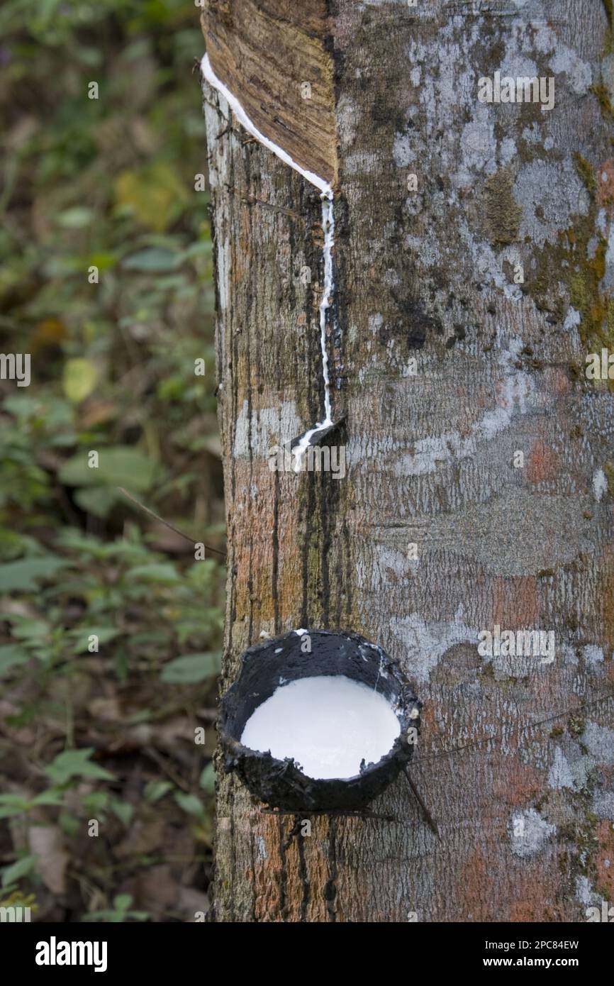 Siphonia brasiliensis, Rubber tree, Paraca rubber tree, Spurge family ...