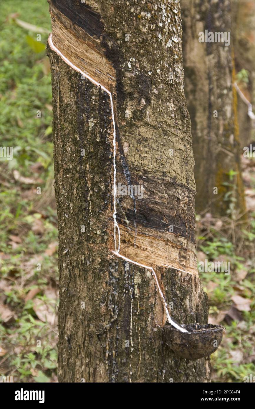 Siphonia brasiliensis, Rubber tree, Paraca rubber tree, Spurge family ...