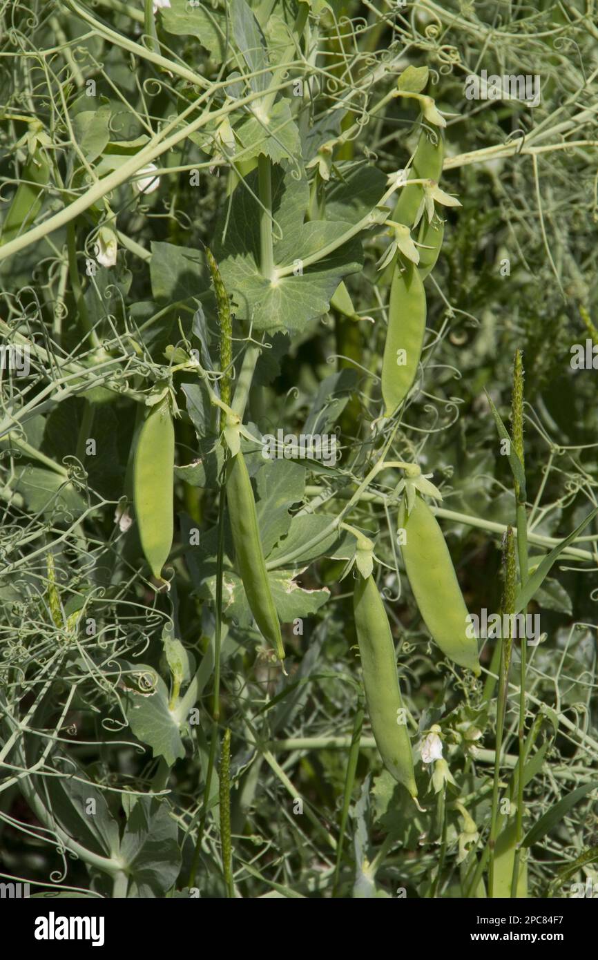 Pea, Peas, Butterfly plant, Matureing pea pods Stock Photo - Alamy