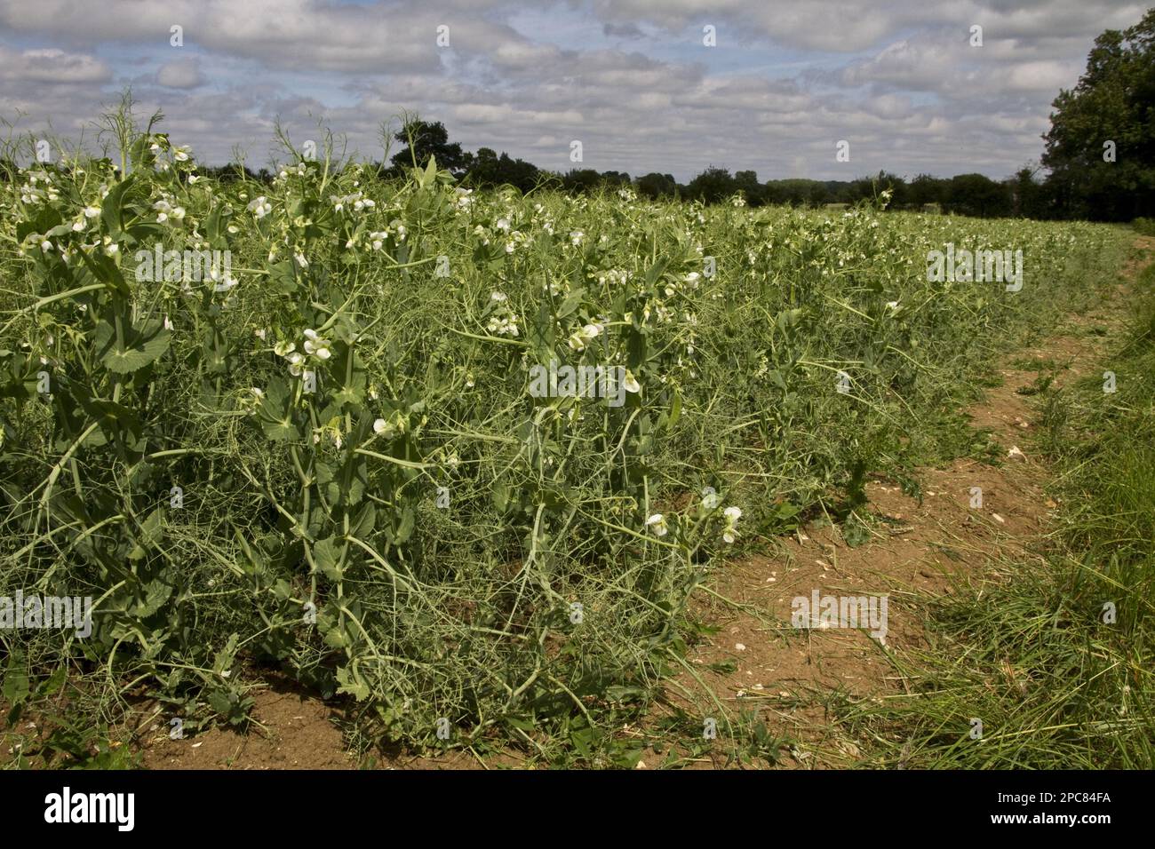 On edge of the pea field hi-res stock photography and images - Alamy