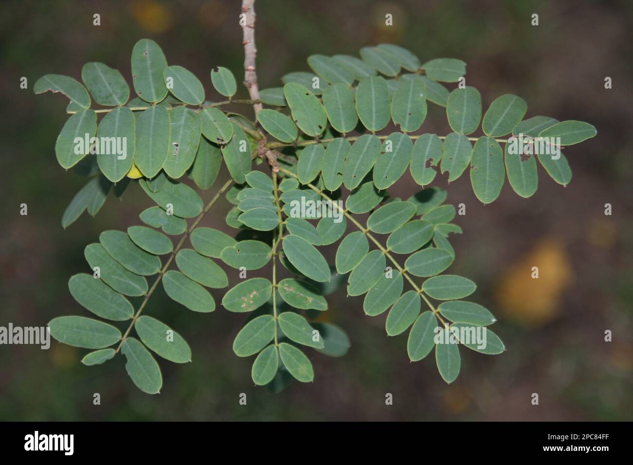 Cassia Tree Leaves