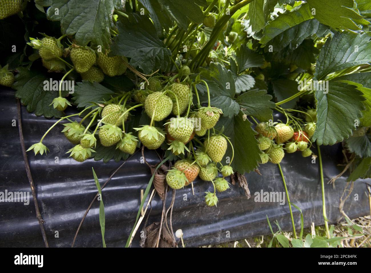 Unripe strawberry fruit hi-res stock photography and images - Alamy