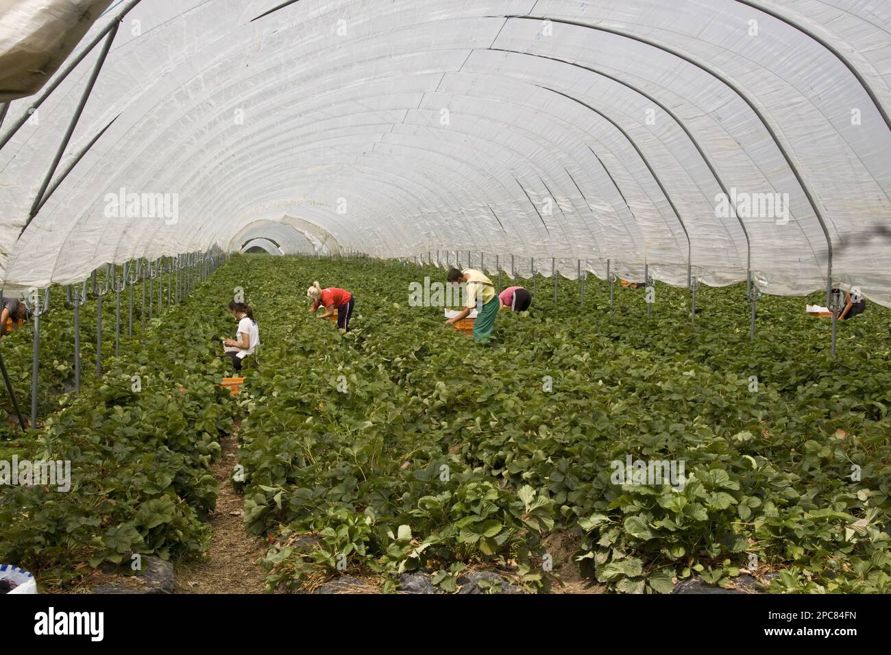 Commercial polly tunnel hi-res stock photography and images - Alamy