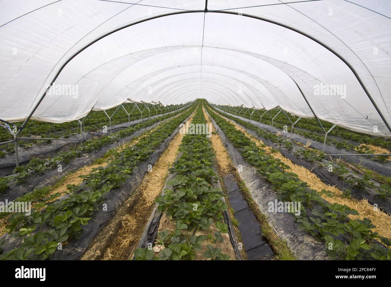 Polly tunnel covers strawberry crop, Elsanta verity Stock Photo - Alamy