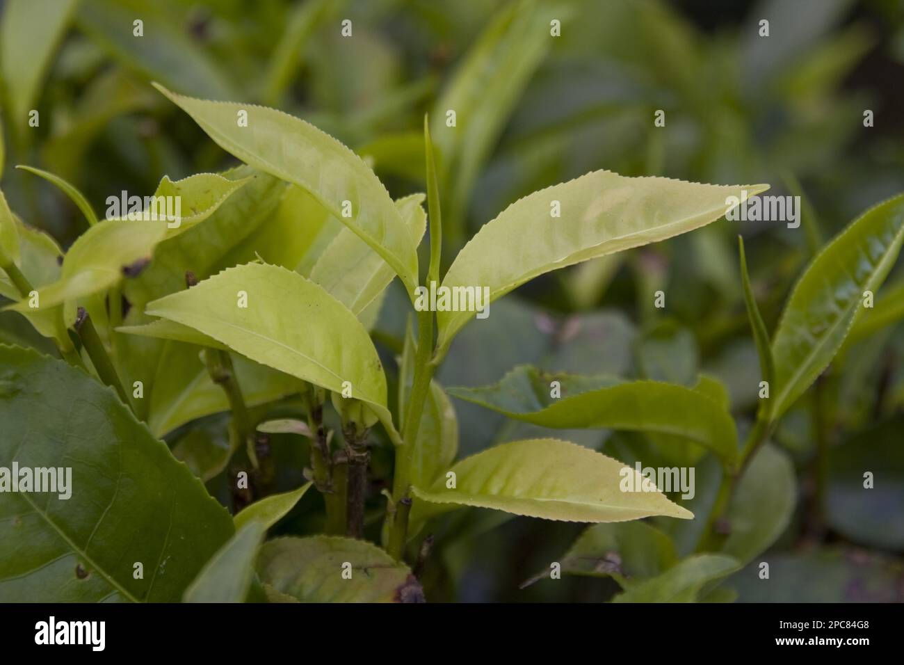 The leaf tip of the tea plant is known as the silver tip Stock Photo ...