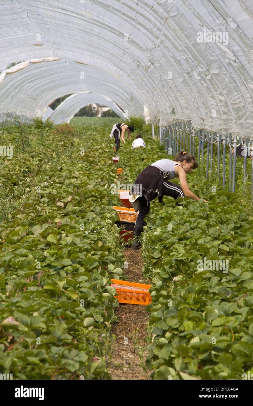 Commercial strawberry picking Stock Photo - Alamy