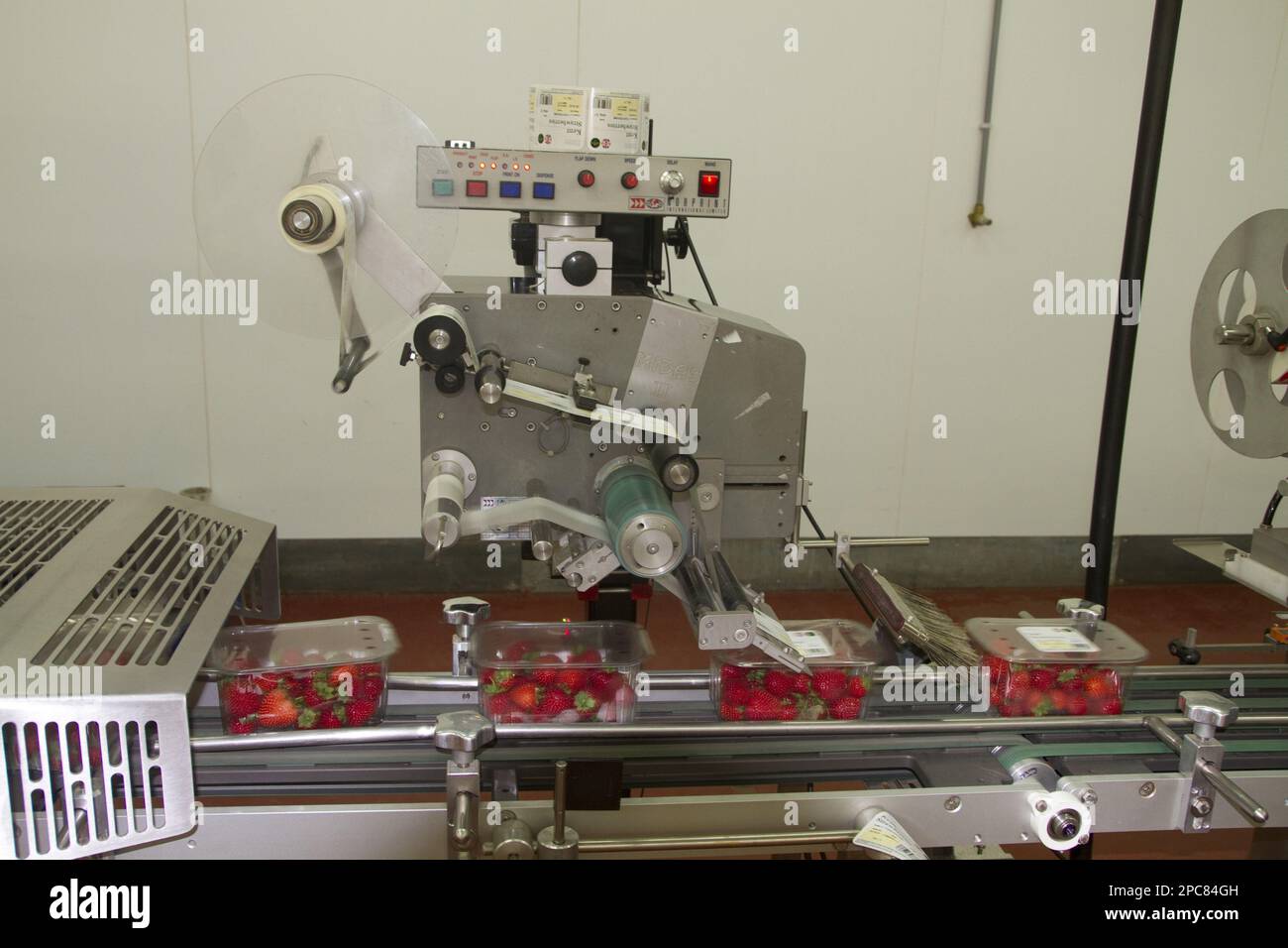 Strawberry production line, trays are packed for Tesco#s Stock Photo ...