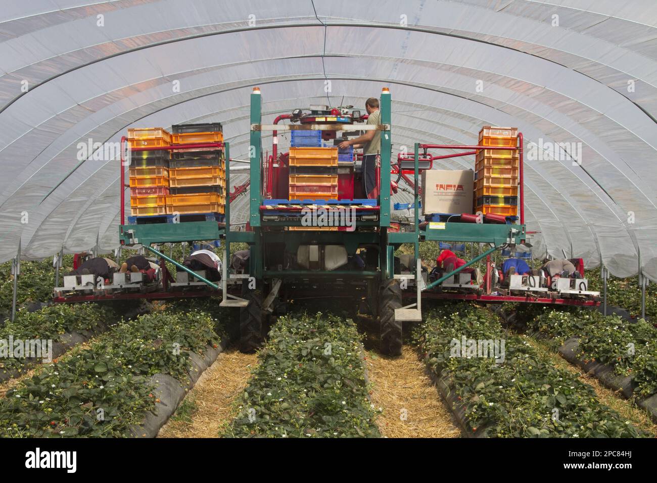 Mechanised strawberry picker, 10 people picking plus one foreman Stock ...