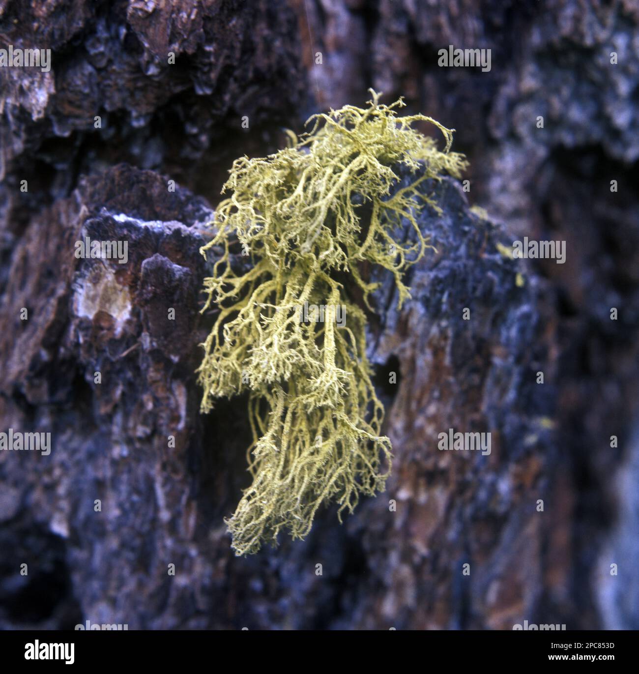 Lichens, Sulphur Lichen Stock Photo - Alamy