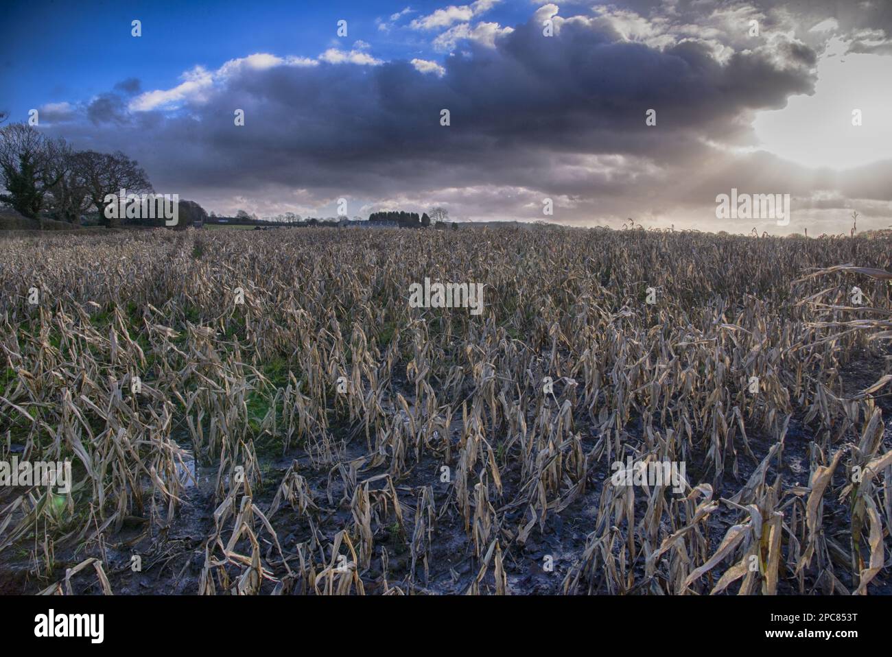 Maize (Zea mays) crop, rain-affected and failed field of feed maize ...