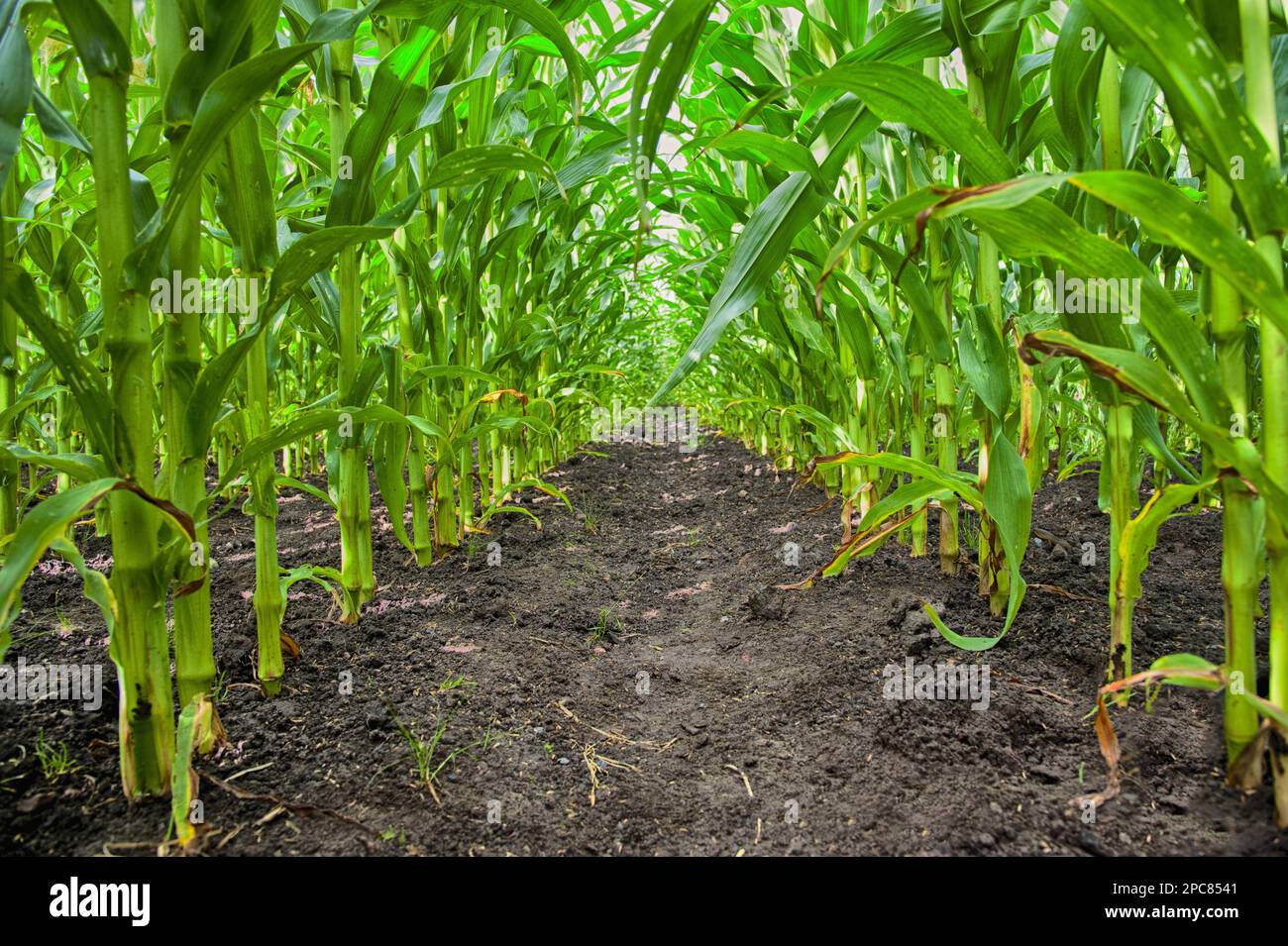 Maize (Zea mays) forage crop, grown for dairy cows, Salmesbury ...