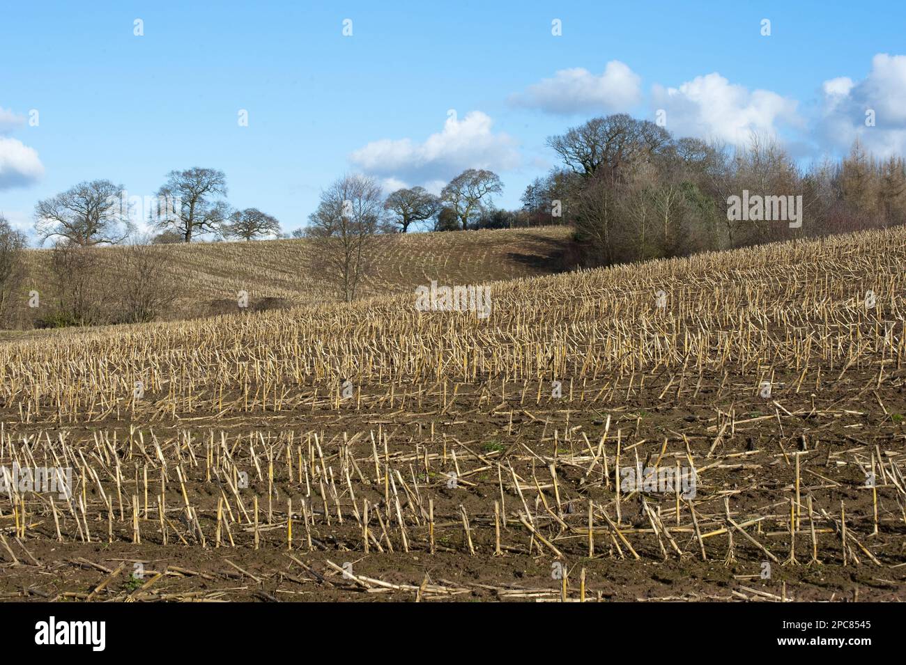 Corn (Zea mays) stalks in stubble field, Cheshire, England, winter ...