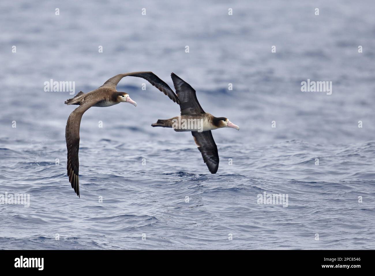 Albatrus hi-res stock photography and images - Alamy