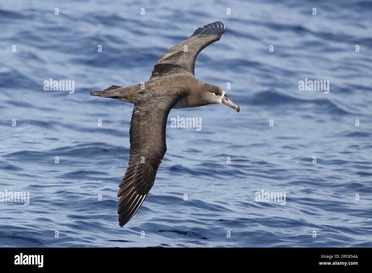 Black-footed albatross (Phoebastria nigripes) adult, in flight over the ...