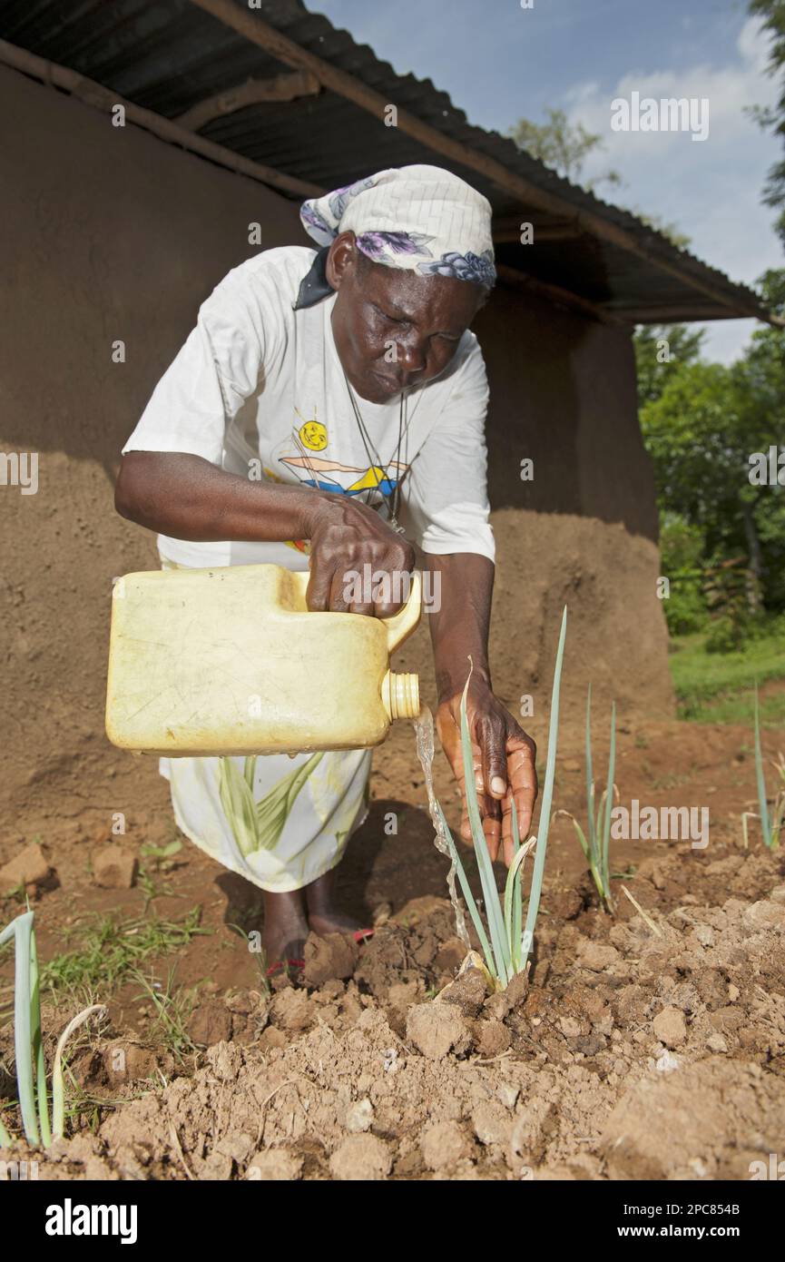 Woman watering onions in vegetable garden, applying water directly to ...