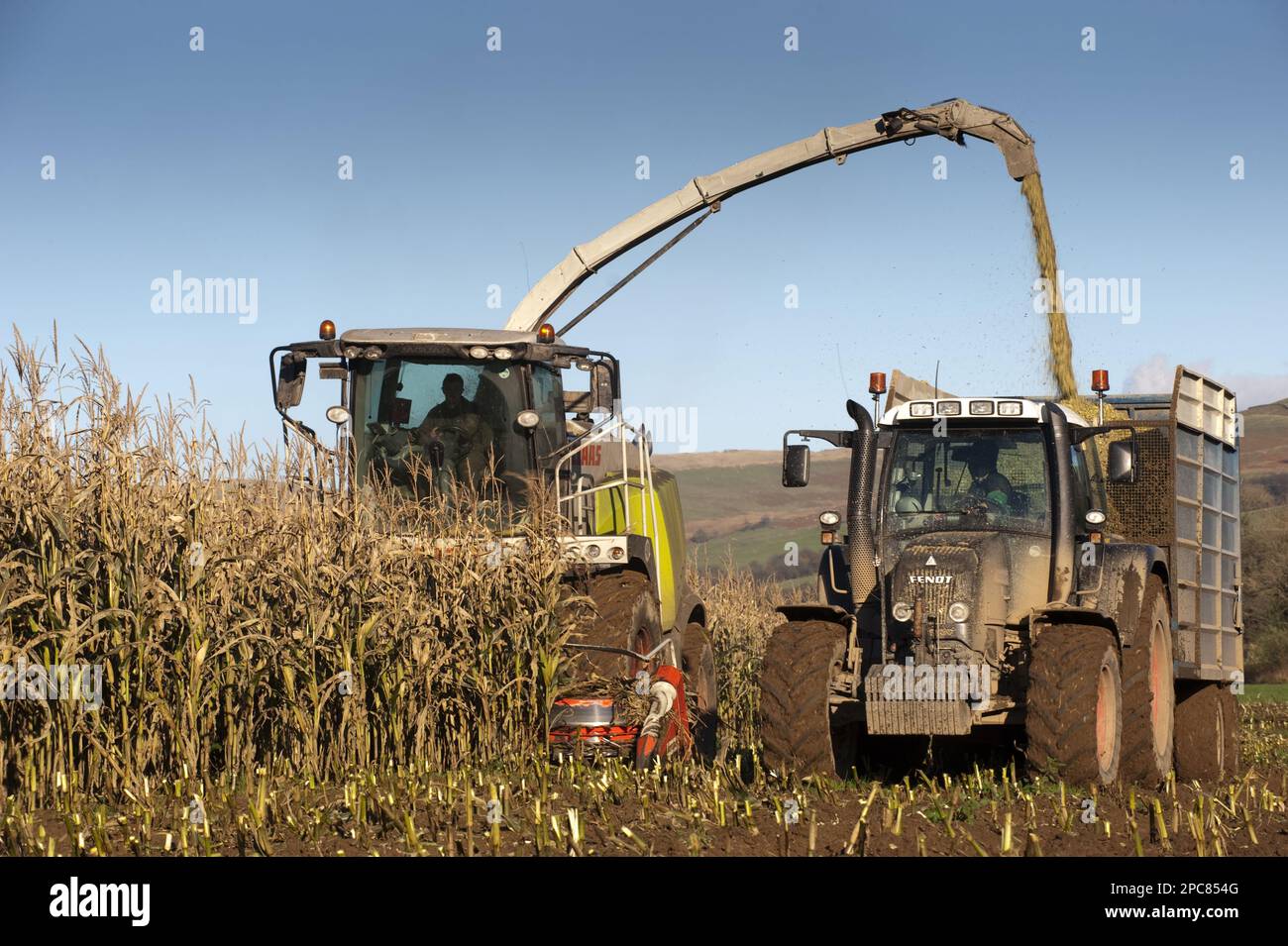 Maize (Zea mays) crop, Claas 970 self-propelled forage harvester ...