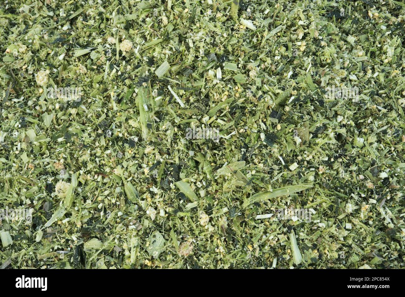 Maize (Zea mays) crop, close-up of chopped silage for animal feed ...