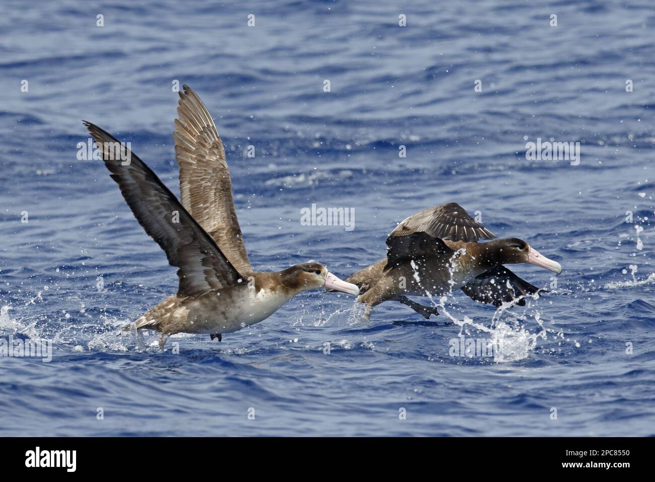 Short-tailed albatross (Phoebastria albatrus) two juveniles launched ...