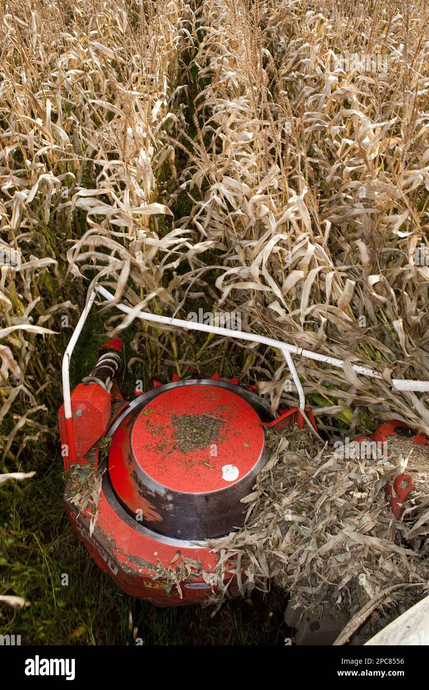 Maize (Zea mays) crop, Self-propelled forage harvester, close-up of ...