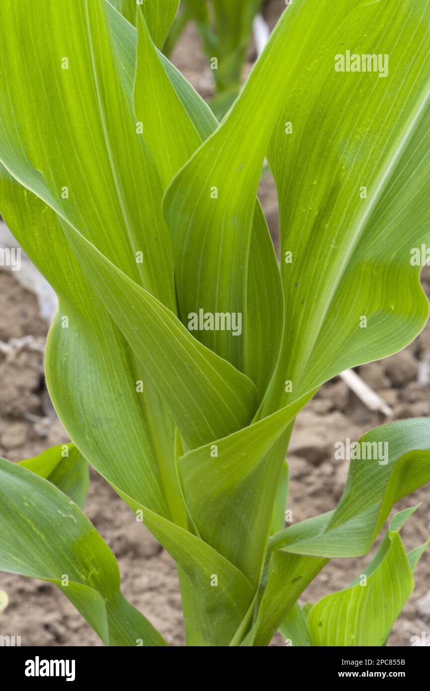 Maize (Zea mays) crop, grown for silage, close-up of leaves ...