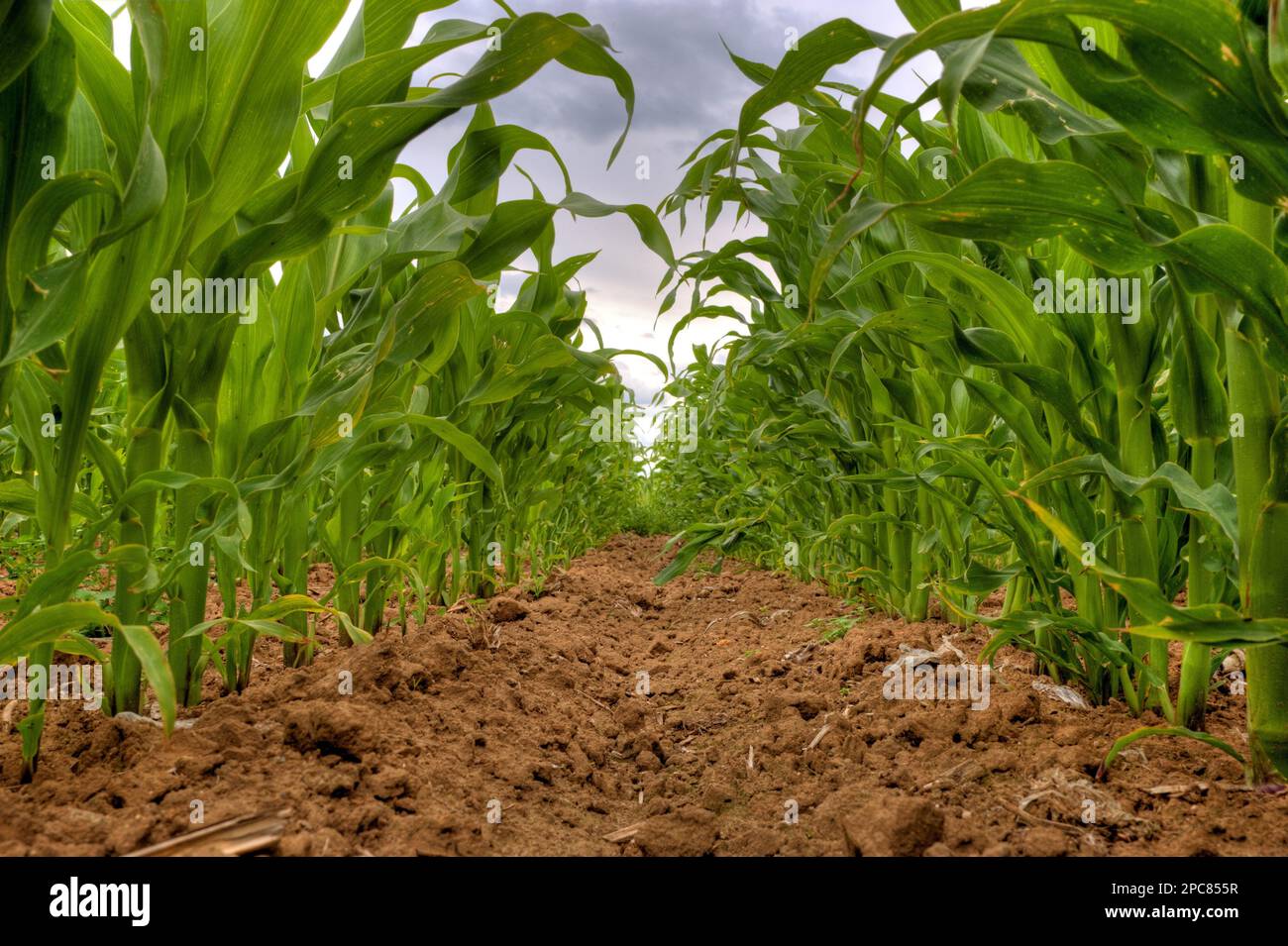 Maize (Zea mays) crop, grown for silage, rows in field, Oxfordshire ...