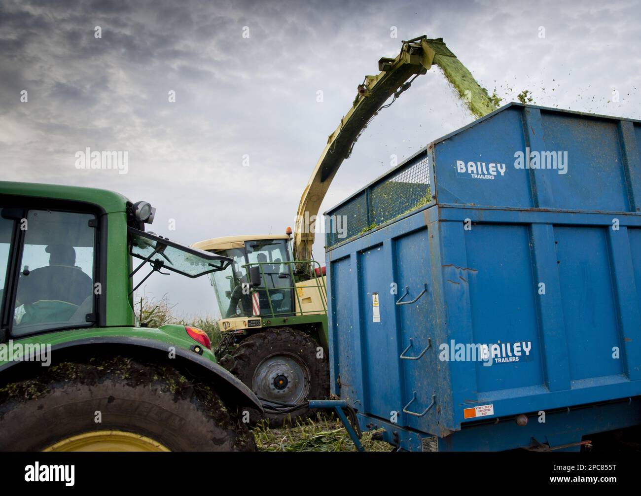 Maize (Zea mays) Duo crop, Krone forage harvester cutting and loading ...