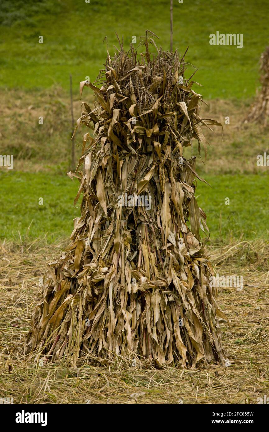 Corn (Zea mays) in the field, near Garda pig (Sus), Apuseni Mountains ...