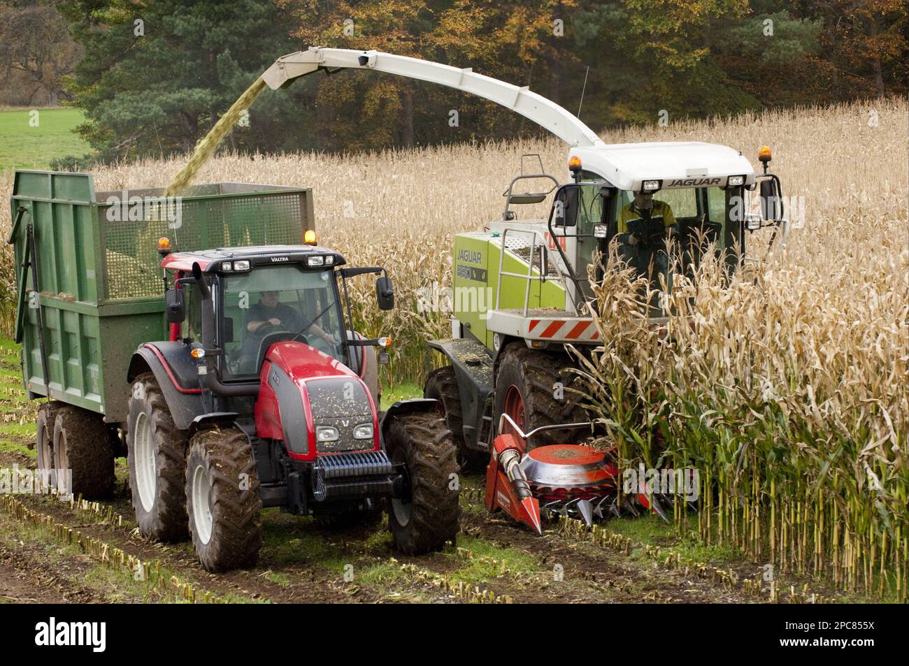 Maize (Zea mays) crop, Claas 890 self-propelled forage harvester ...