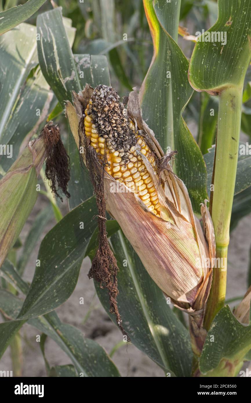 Exposed ripe corn on the corn cob Stock Photo - Alamy