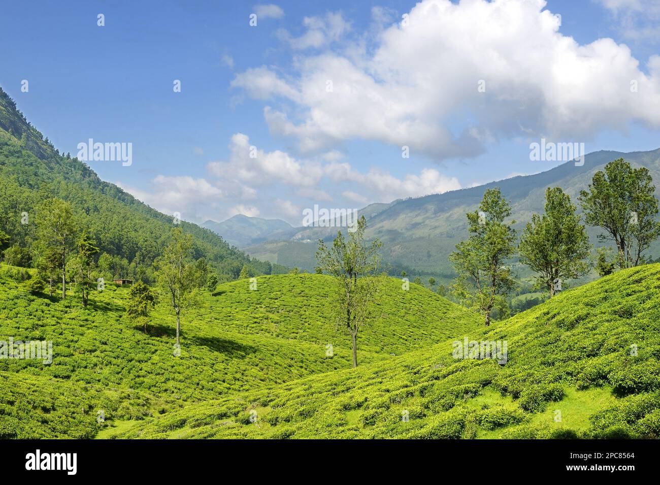 Tea plant (Camellia sinensis), valley plantation with shade trees ...