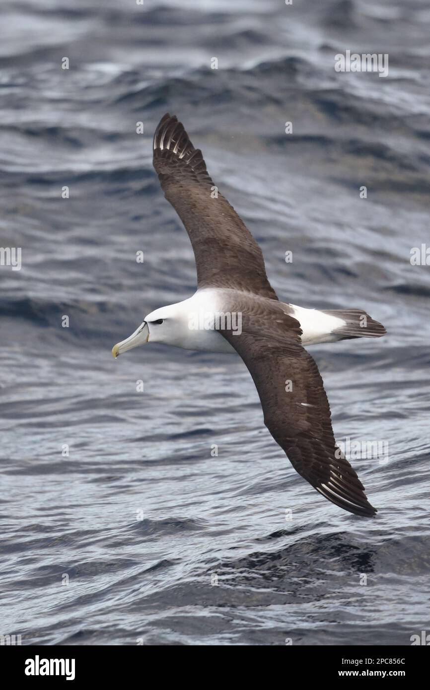White-headed albatross (Thalassarche steadi), adult, flying overseas ...