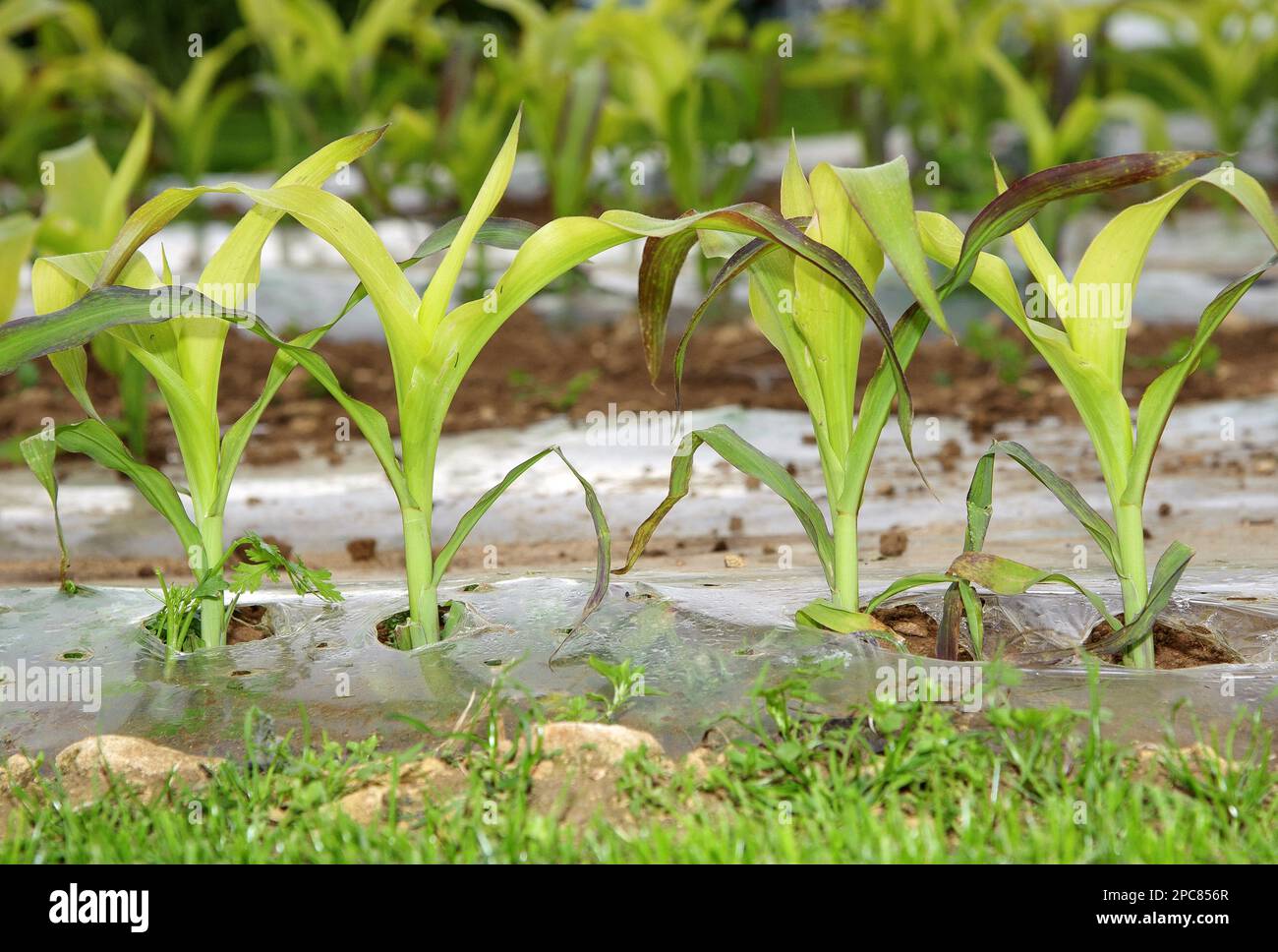 Maize (Zea mays) forage crop, young plants growing under plastic ...