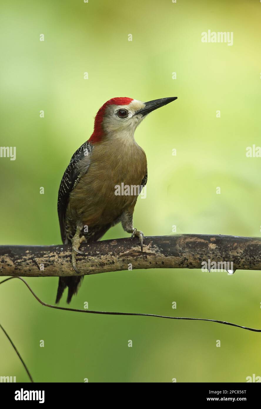 Jamaican woodpecker (Melanerpes radiolatus), Jamaican Woodpeckers ...