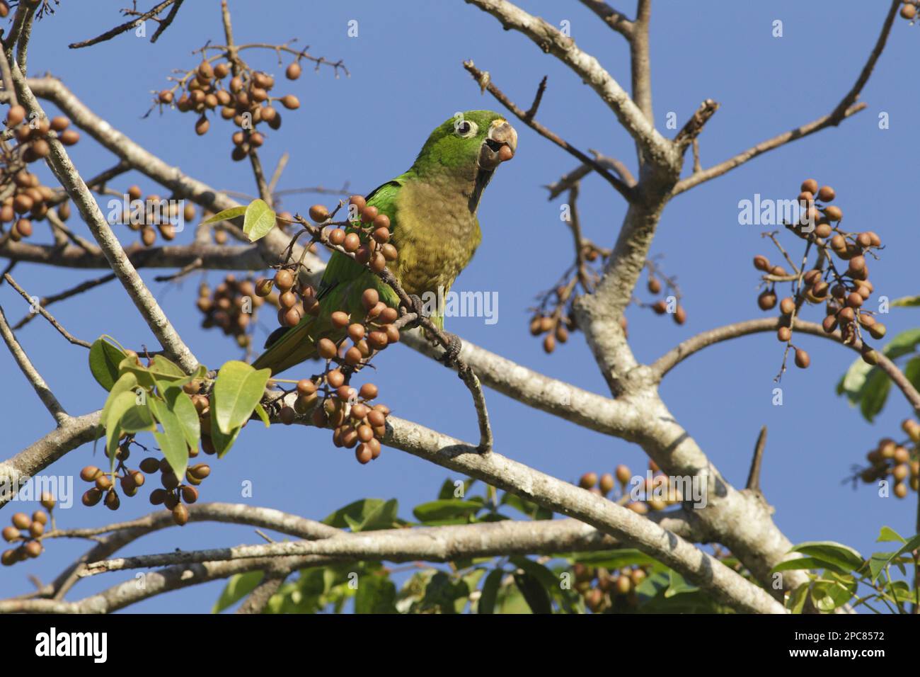 Adult olive parakeet (Eupsittula nana astec), with fruit in its beak ...