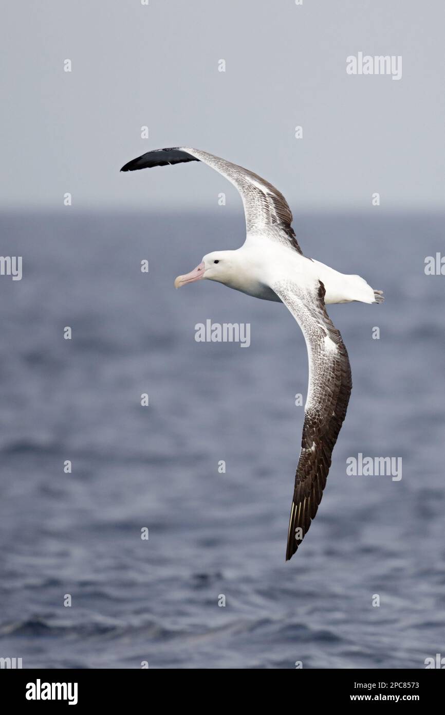 Southern royal albatross in their environment hi-res stock photography ...