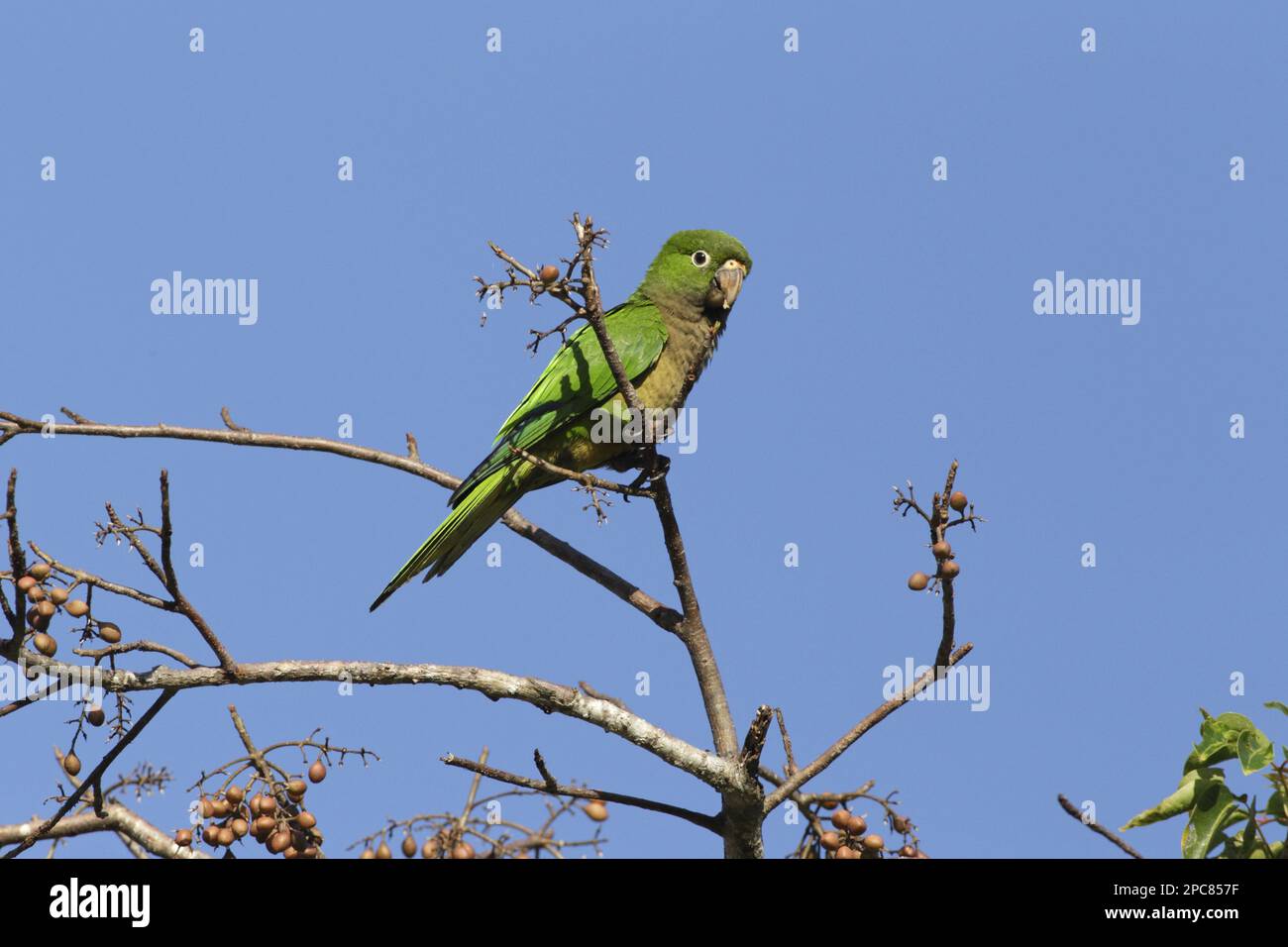 North american animals art hi-res stock photography and images - Alamy