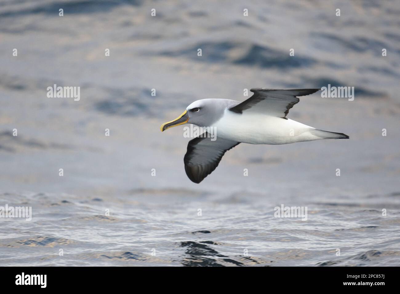 Adult buller's albatross (Thalassarche bulleri), in flight at sea, off ...