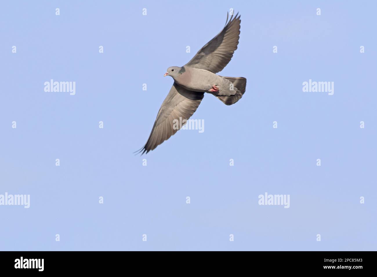 Stock Dove, stock doves (Columba oenas), Pigeons, Animals, Birds, Stock ...