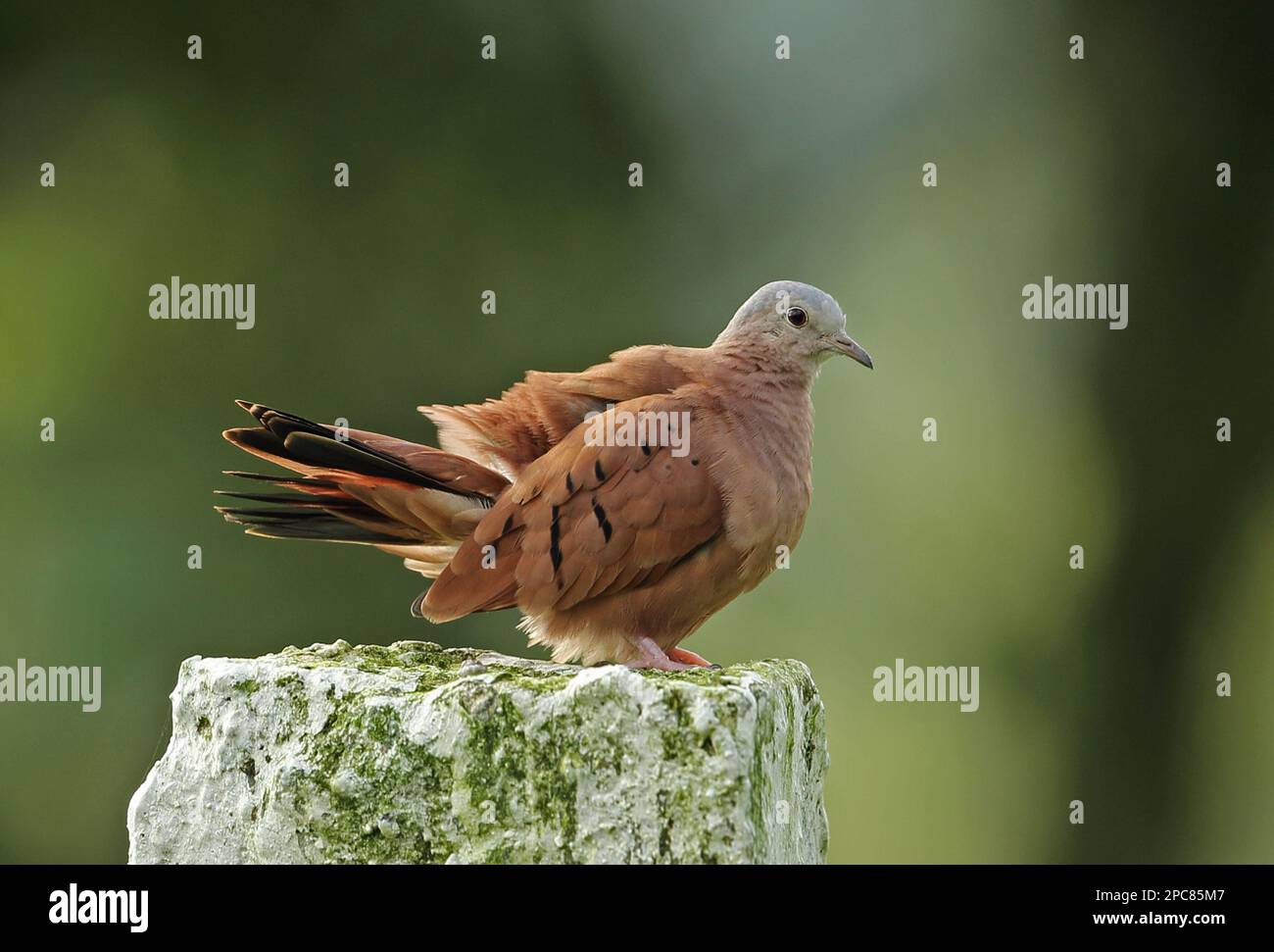 Reddish coarse dove (Columbina talpacoti rufipennis), adult male, with ...