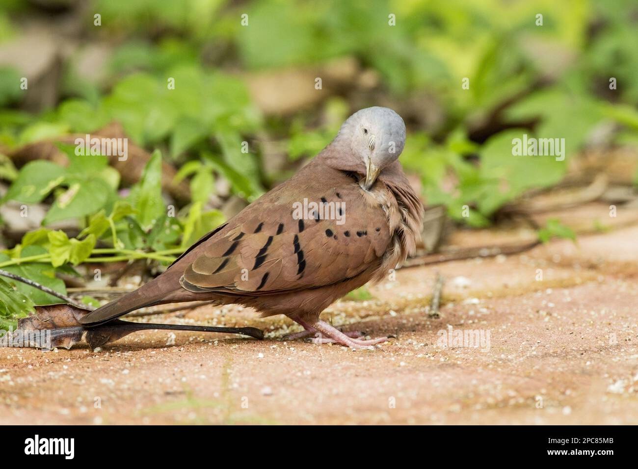 Ruddy Ground-dove (Columbina talpacoti) adult, preening, standing on ...