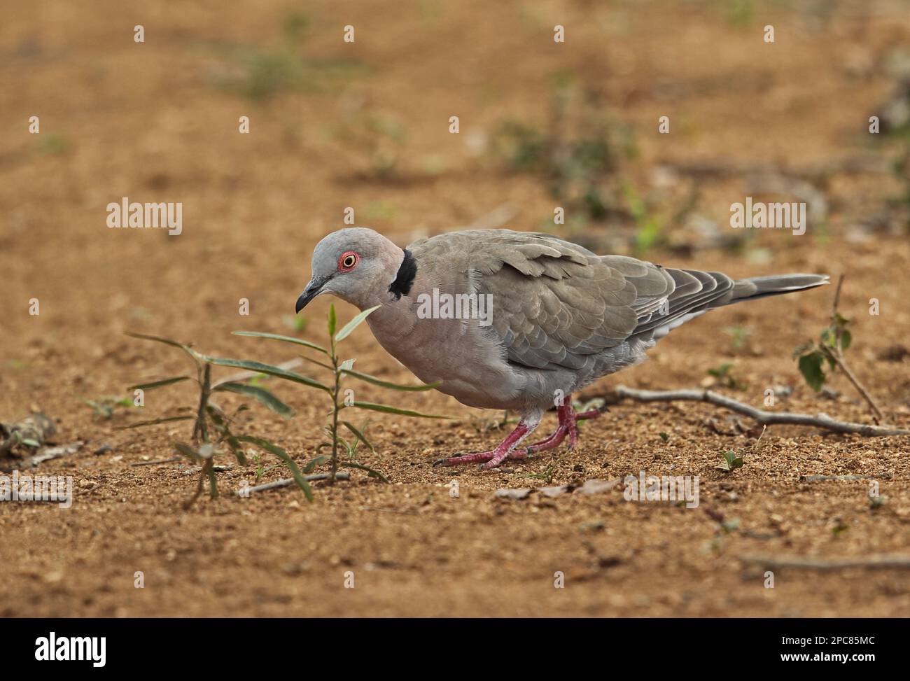 Spectacled pigeons hi-res stock photography and images - Alamy