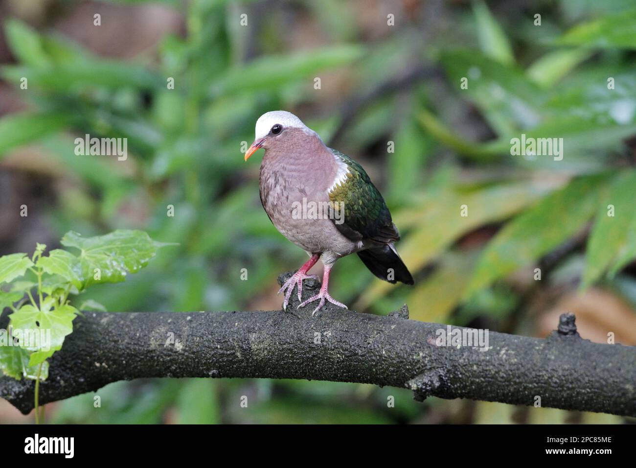 Green-winged Dove, Glossy Dove, Emerald Dove, Green-winged Doves, Glossy Doves, Emerald Doves ...
