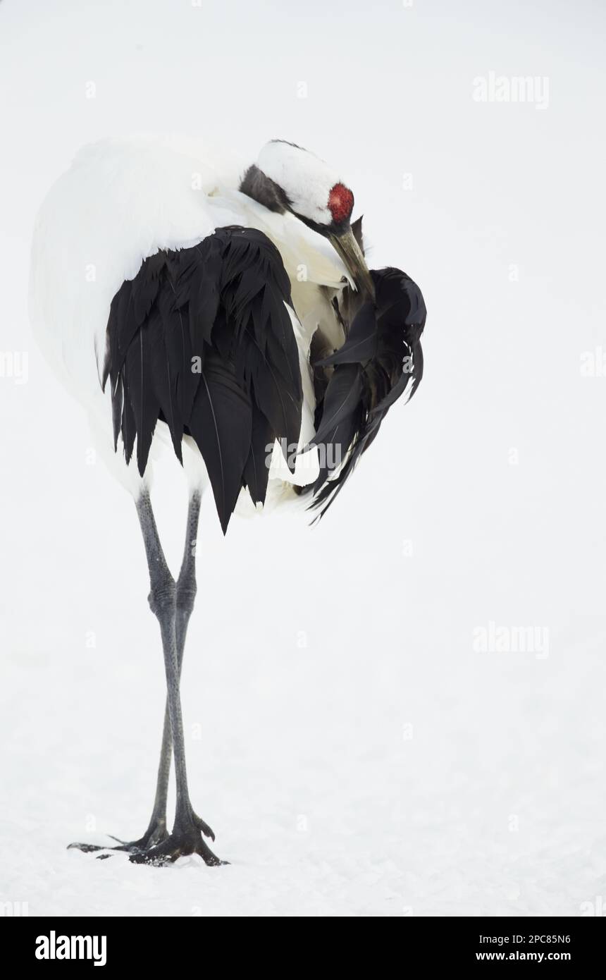 Adult Japanese red-crowned crane (Grus japonensis) preening in snow ...