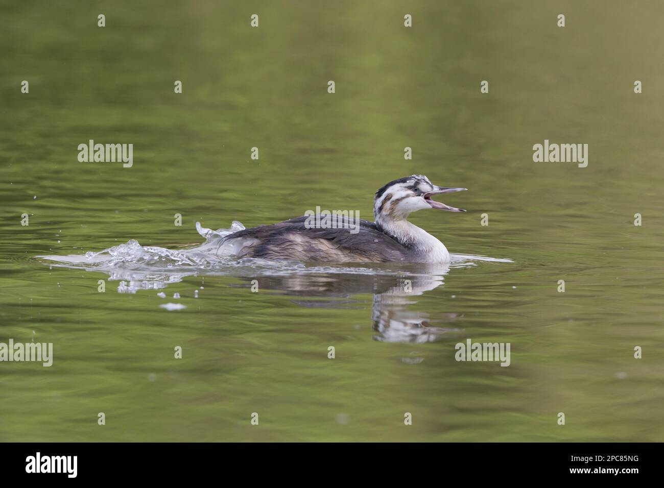 Great Crested Grebe (Podiceps cristatus) immature, swimming, kicking ...