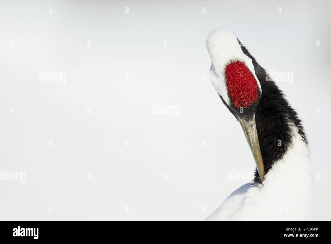 Adult Japanese red-crowned crane (Grus japonensis), close-up of head ...