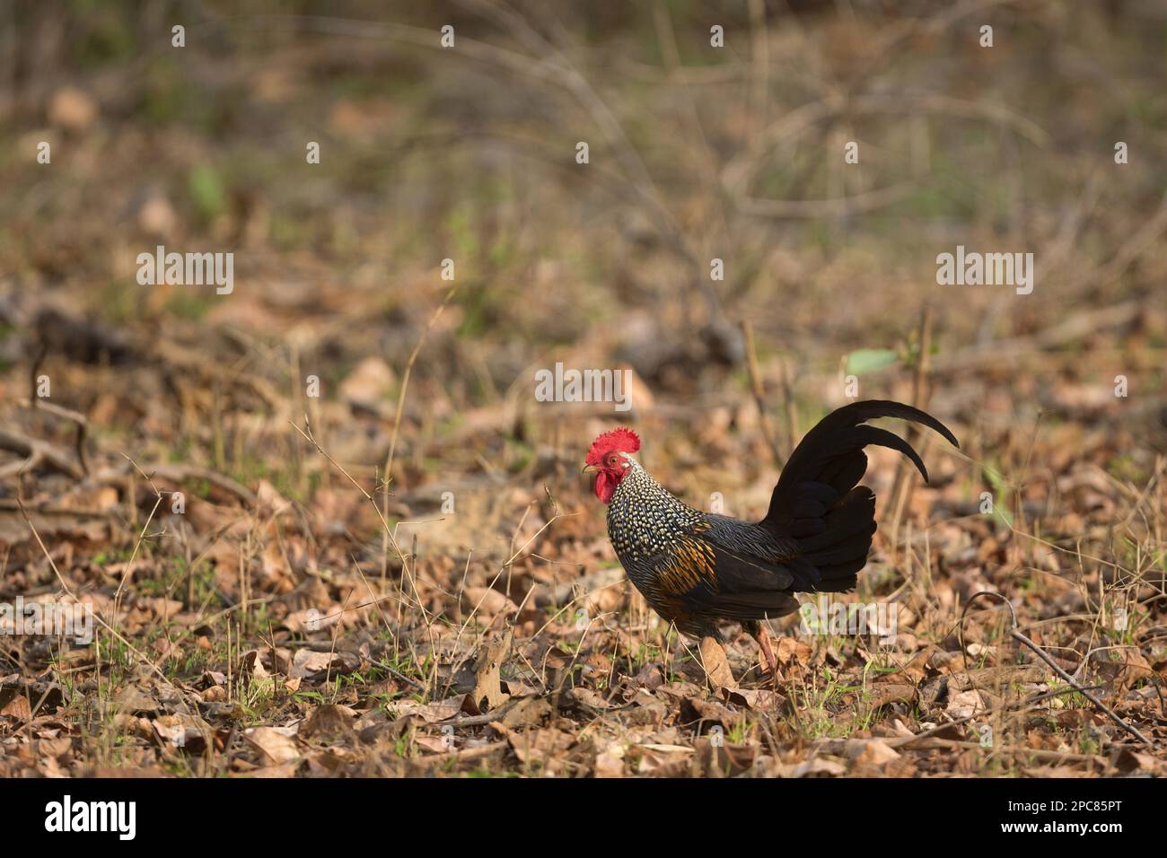 Grey grey junglefowl (Gallus sonneratii), adult male bird, walking on ...