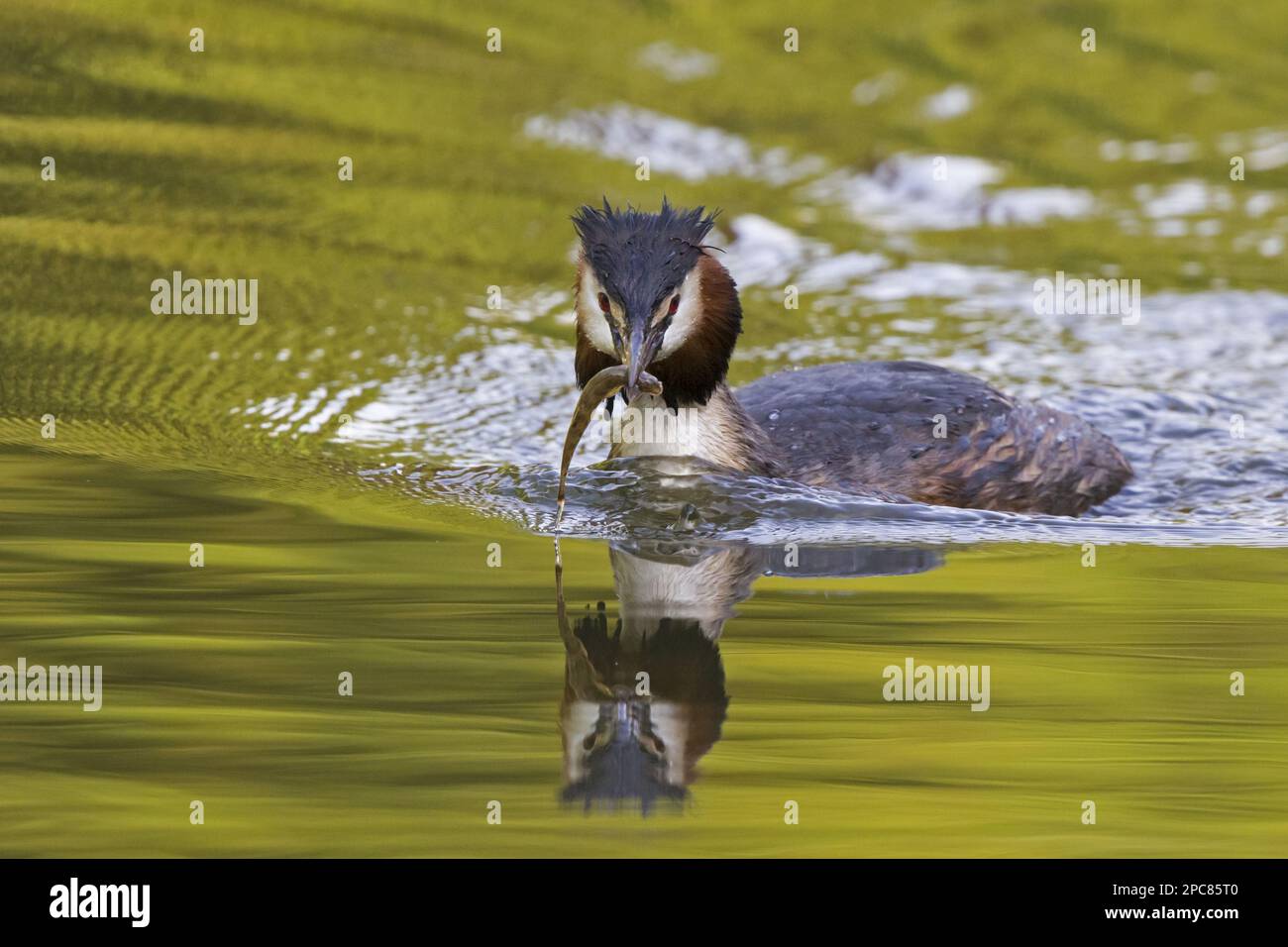 Great crested grebe (Podiceps cristatus) adult, with fish in beak ...