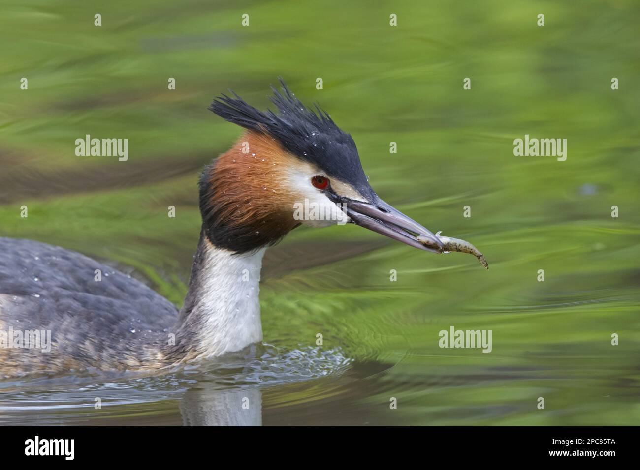 Great crested grebe (Podiceps cristatus) adult, close-up of head and ...